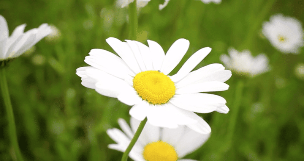 Pushing up Daisies! | Greenhaven Funerals
